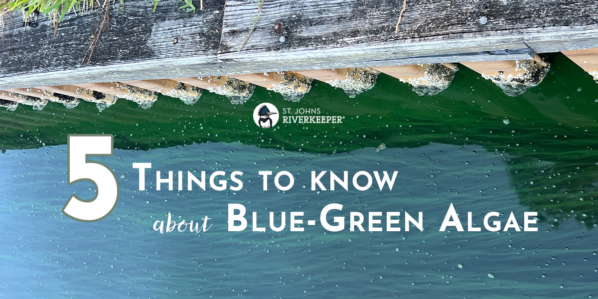 5 Things to Know About Blue-Green Algae - St. Johns Riverkeeper